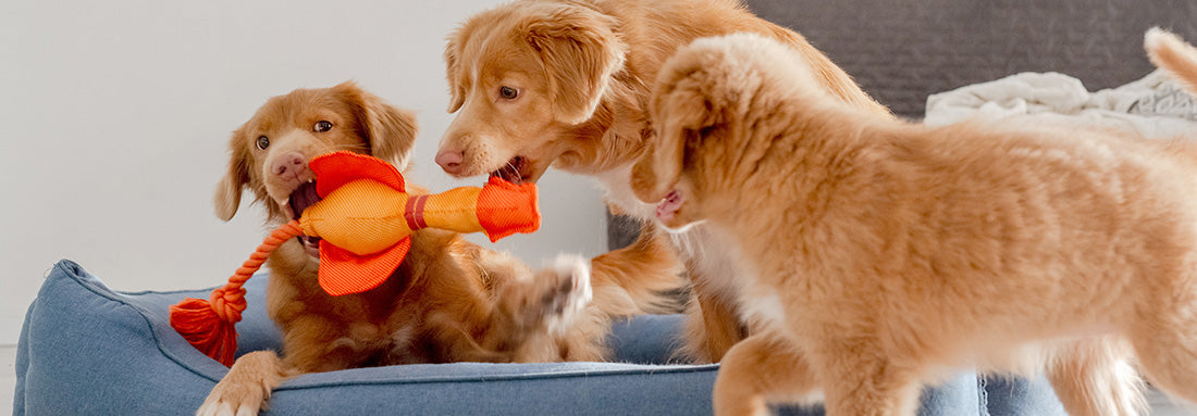 "Fetch, Tug, Squeak! The Hilarious World of Dog Toys That’ll Make You ...